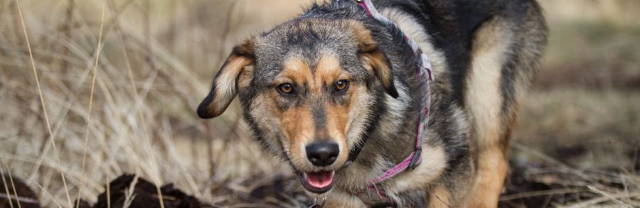 A.S.P.A. friends e.V. / ASPA