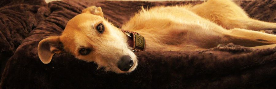 A.S.P.A. friends e.V. / ASPA